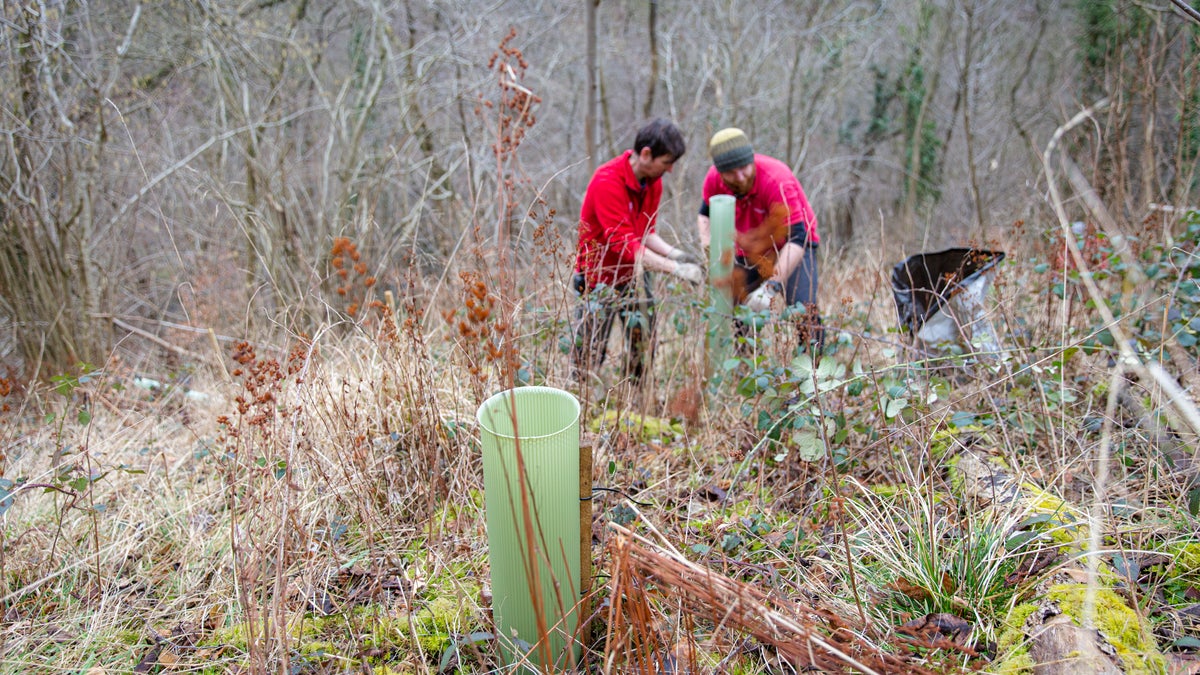 Tree planting in the White Peak | National Trust
