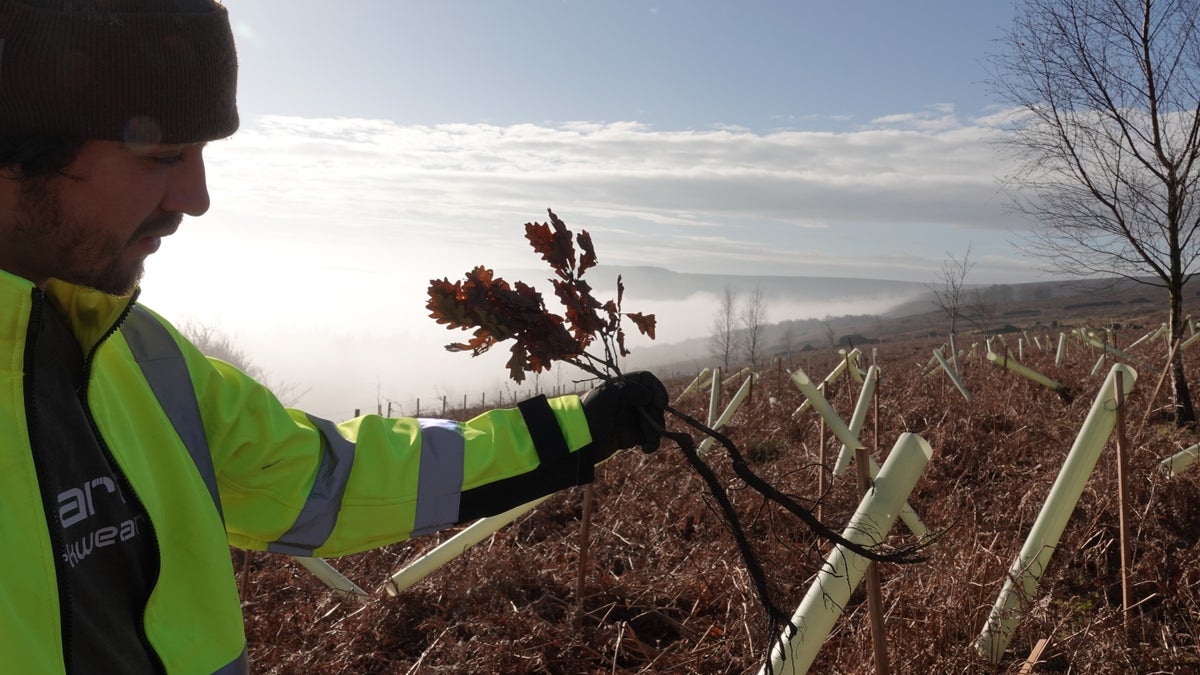 Record tree-planting season in High Peak | National Trust