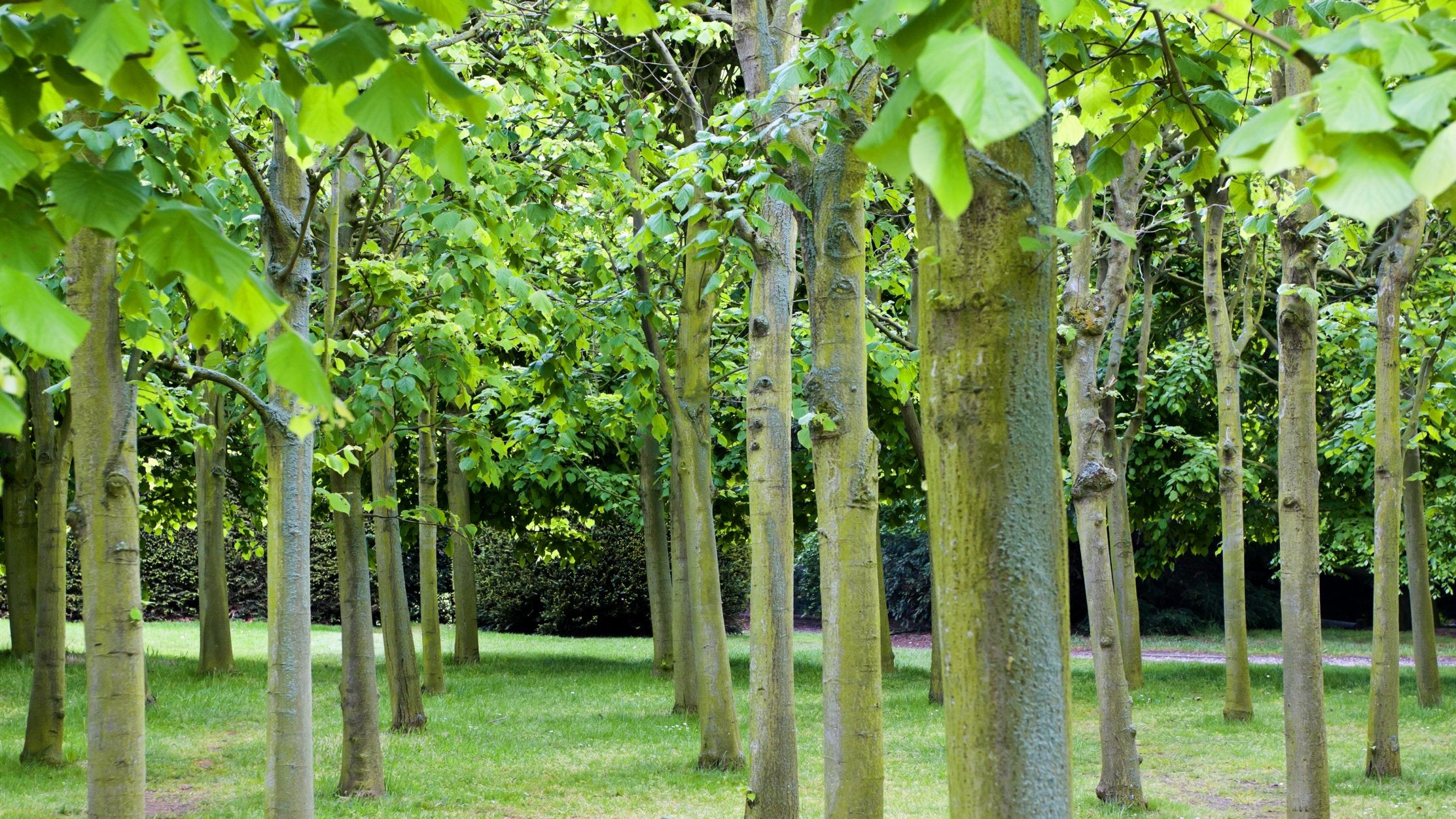 Children's Country House Garden | Derby | National Trust