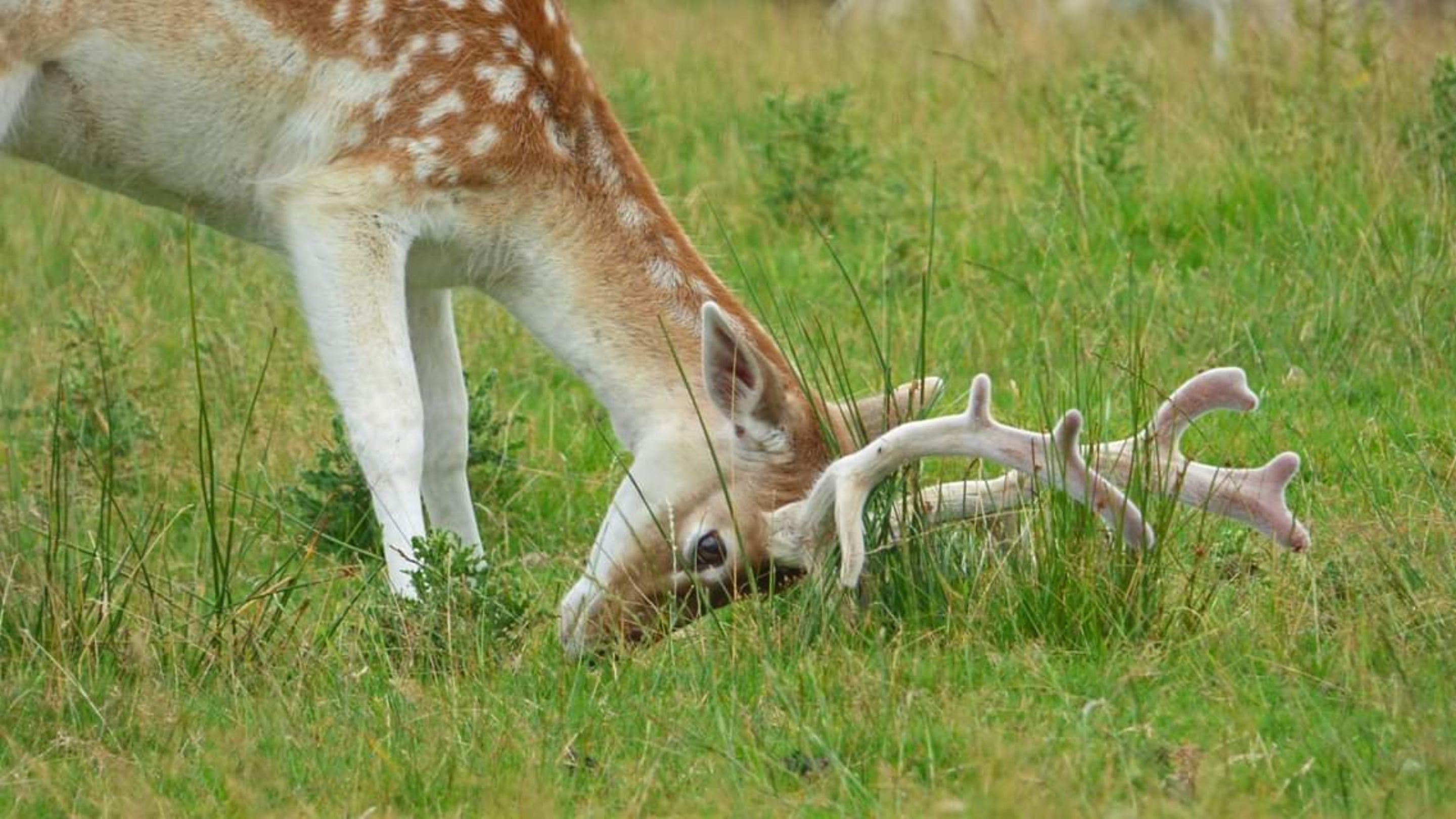Wild deer herd at Knole | Sevenoaks | Kent | National Trust