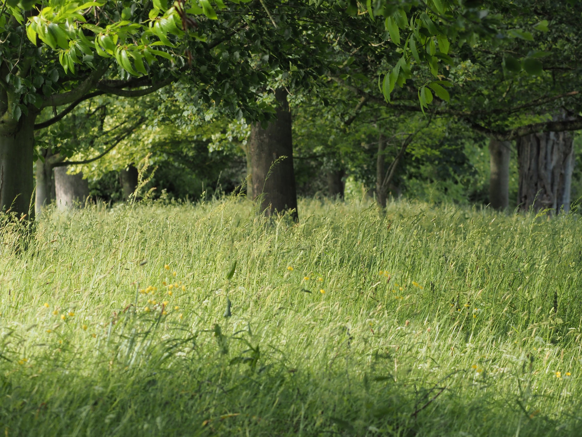 Nature recovery Attingham Park Shropshire | National Trust