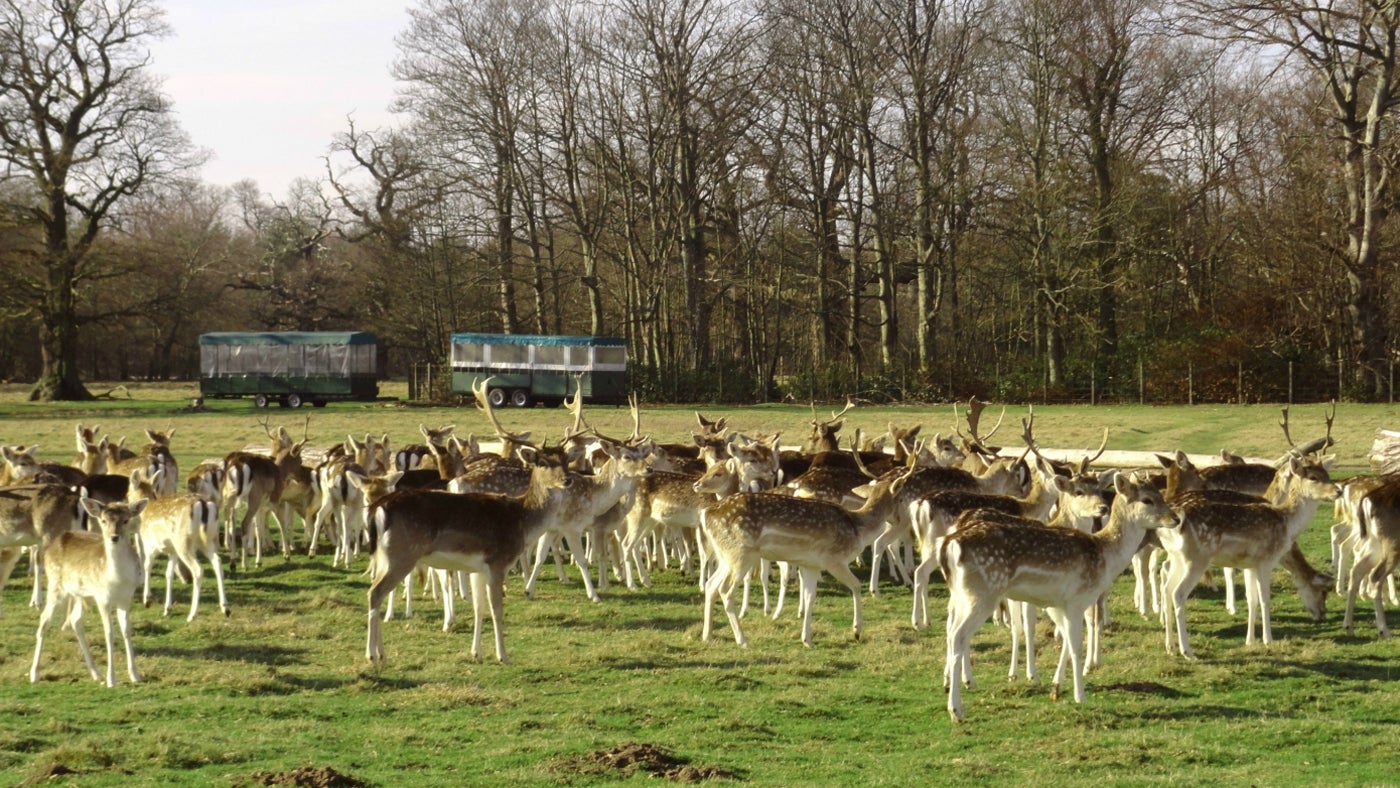 Wildlife walk, Attingham Park | Shropshire | National Trust