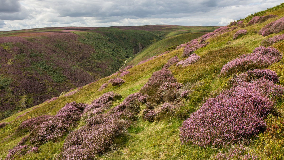 Conservation at Carding Mill Valley | National Trust