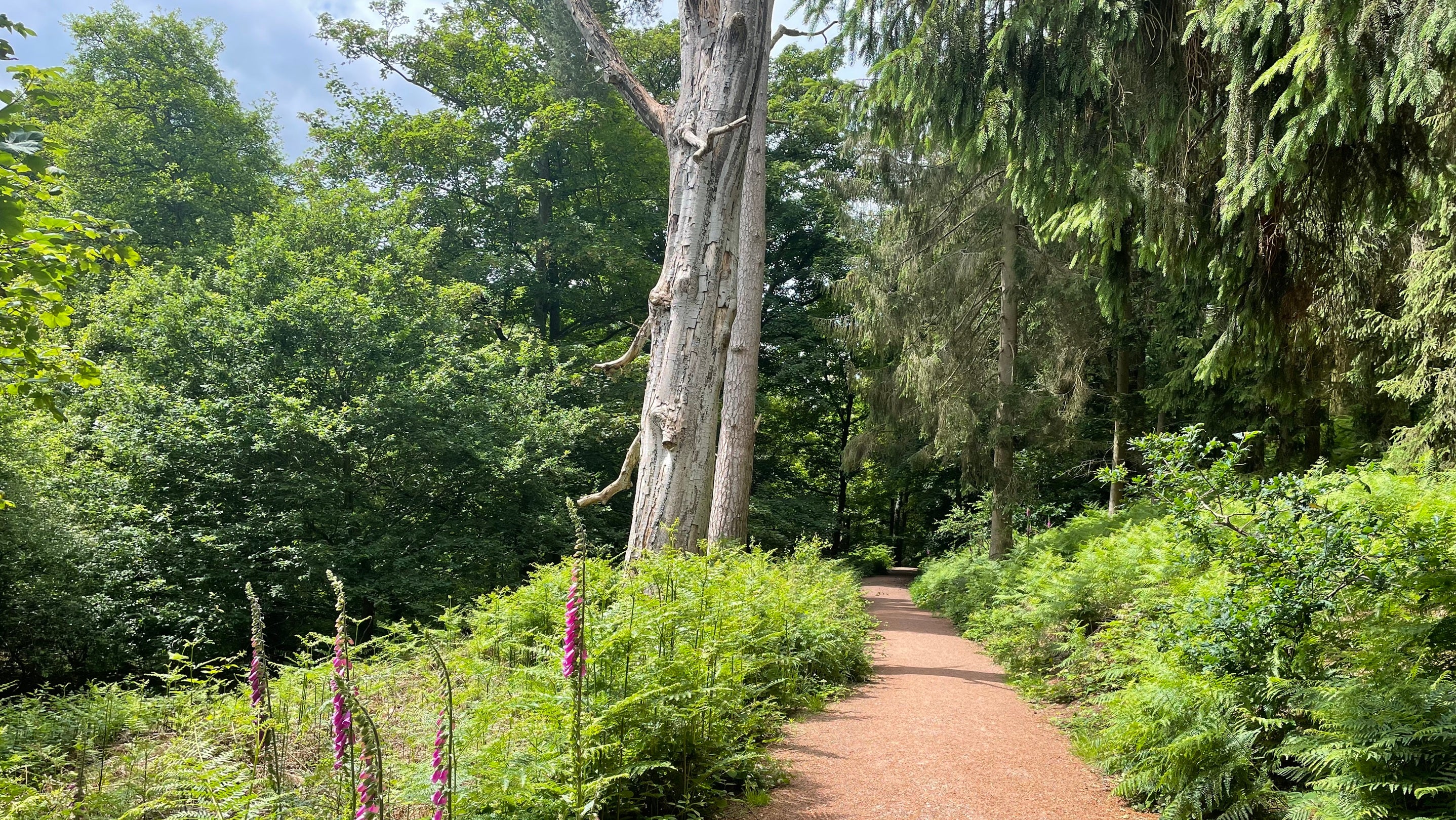 Dudmaston Estate Comer Woods | National Trust