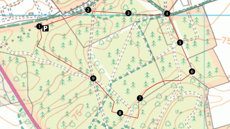 White Admiral walk Comer Woods | Shropshire | National Trust