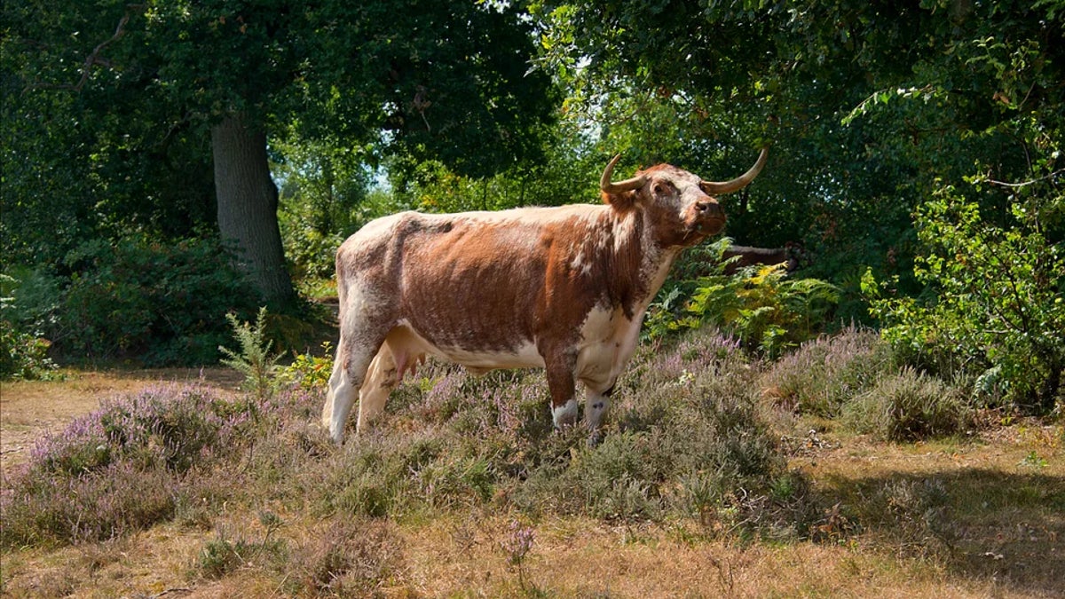Heathland trail | Kinver Edge | Staffs | National Trust