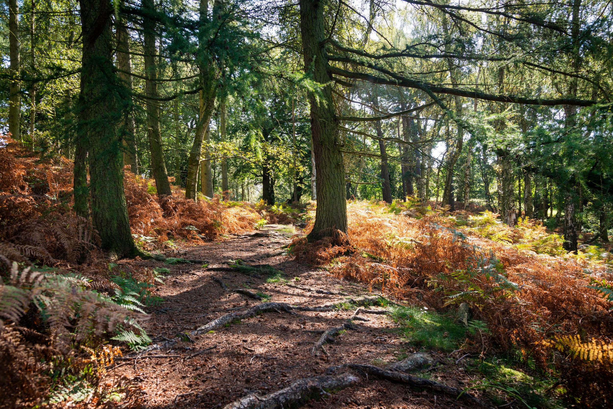 Shugborough's history | Staffordshire | National Trust