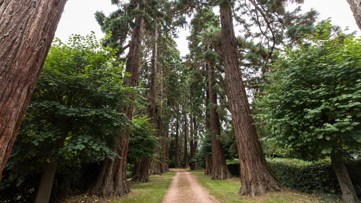 The garden at Sunnycroft │ Shropshire | National Trust