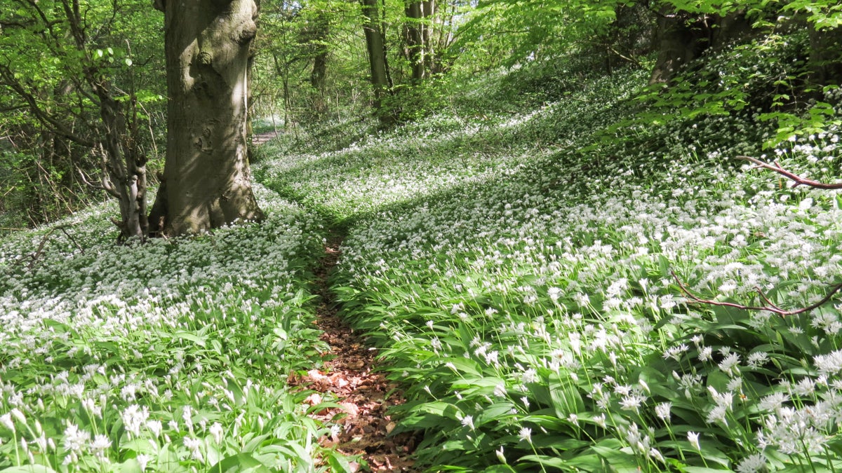 Lea Quarry walk, Wenlock Edge | Shropshire | National Trust