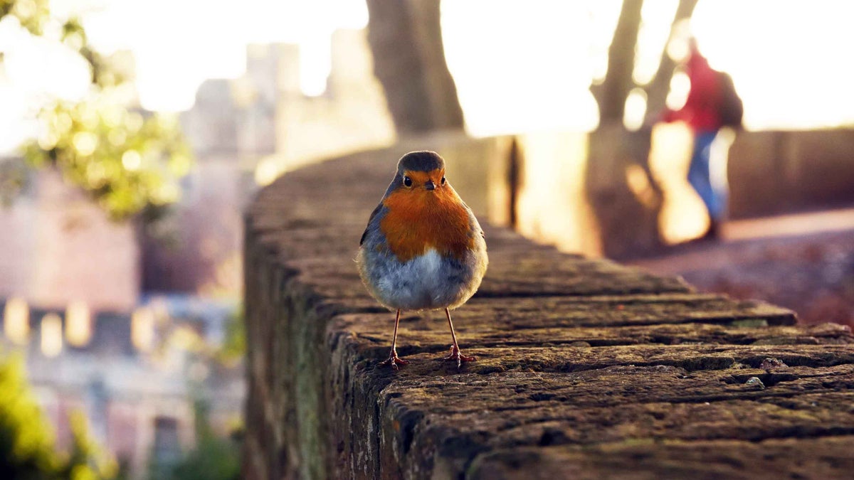 Discover the UK's natural environment | National Trust