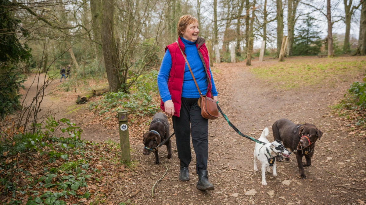 Dog-friendly places in Somerset | National Trust