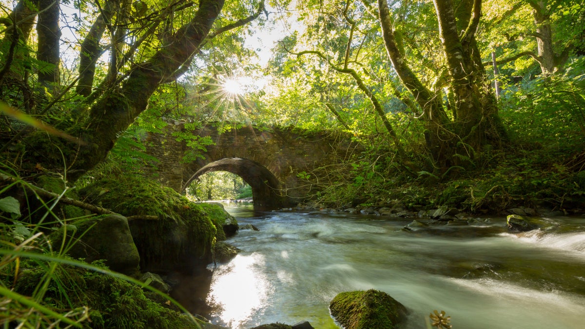 Visiting Horner Wood | Somerset | National Trust