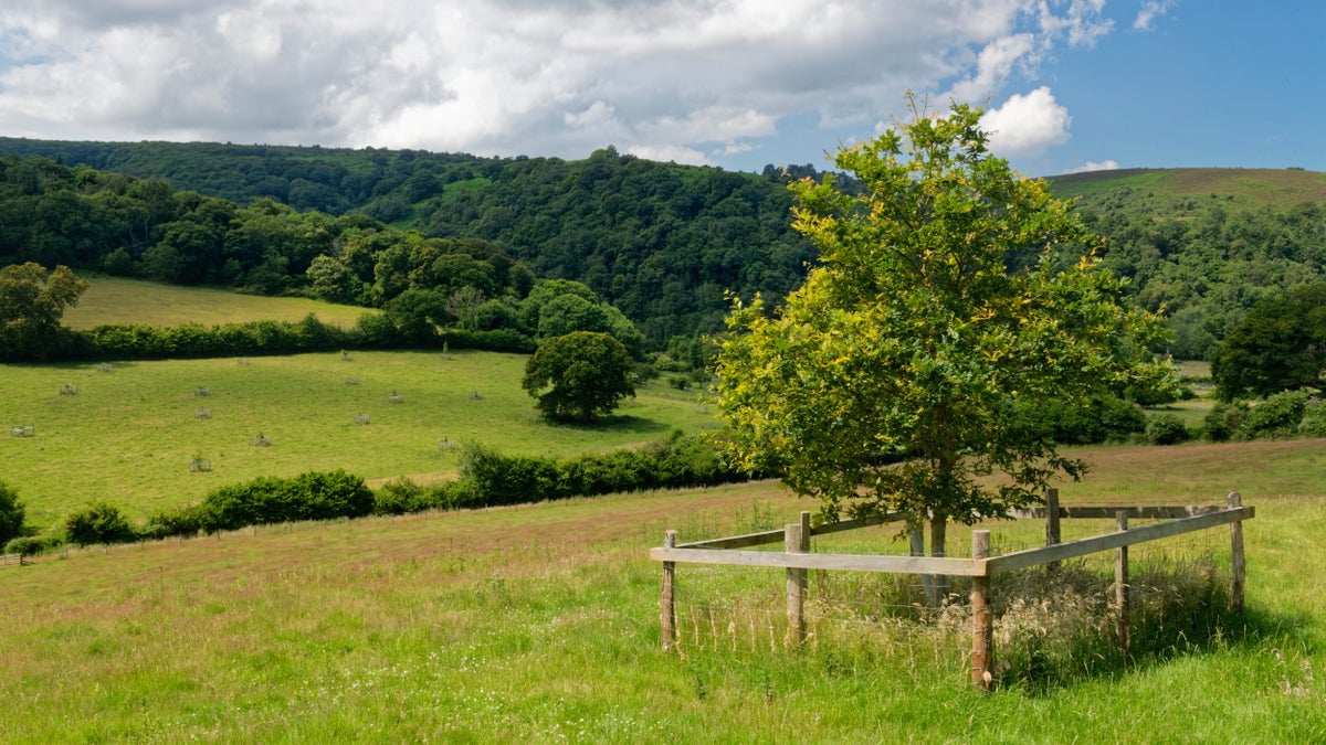 Plant a tree for charity with us | National Trust