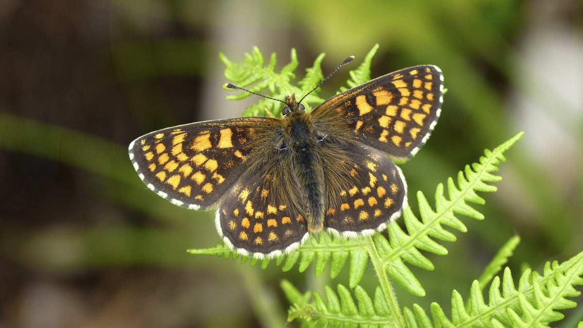 Bin Combe butterfly walk | Somerset | National Trust