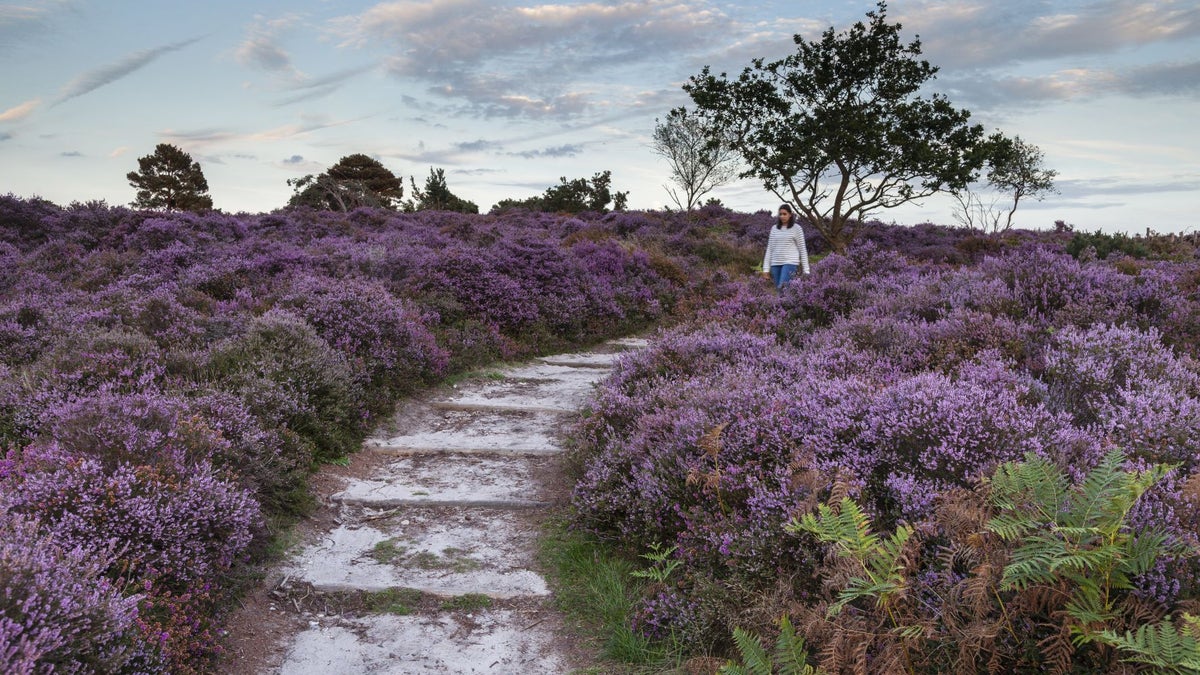 Dunwich Heath pink trail | National Trust