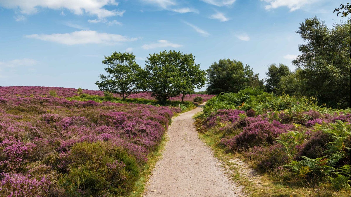 Dunwich Heath and Beach | Suffolk | National Trust