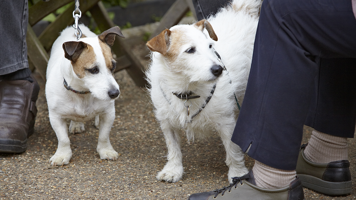 Walk your dog at Flatford | Suffolk | National Trust