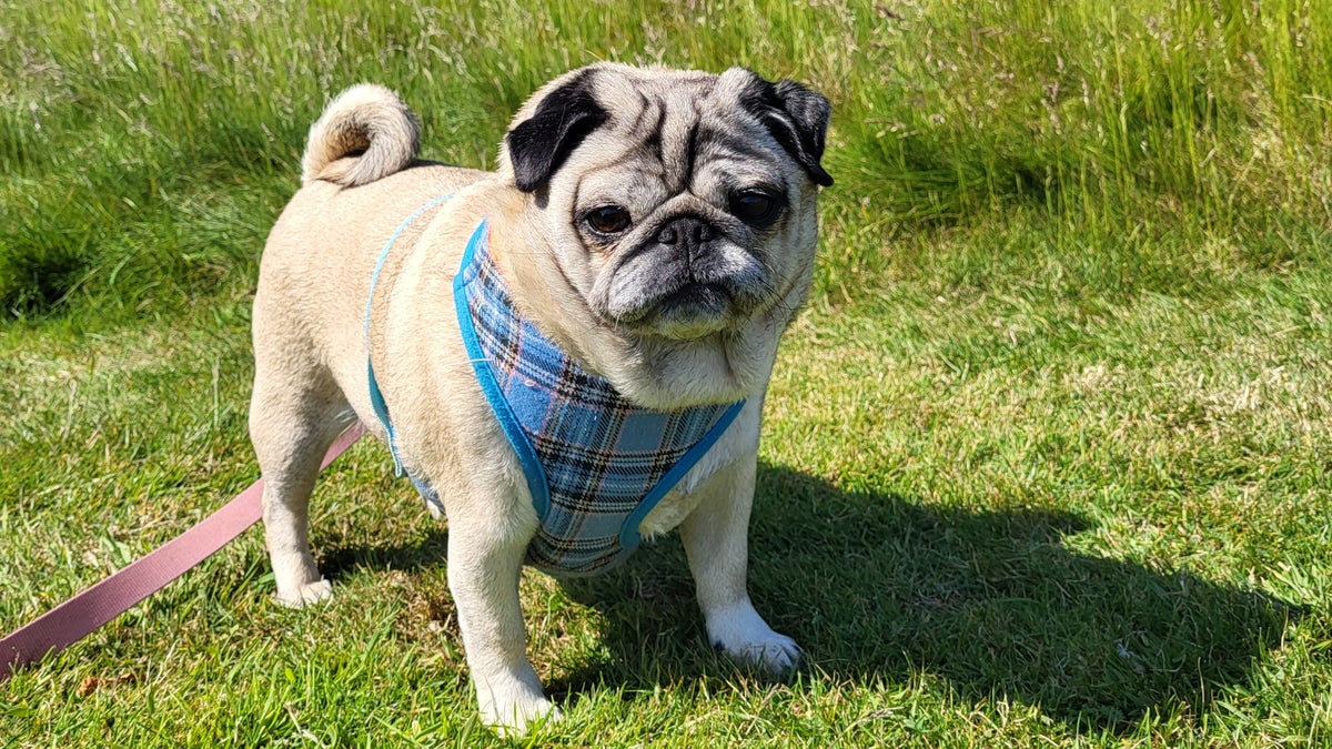 Dog walking at Melford Hall | Suffolk | National Trust
