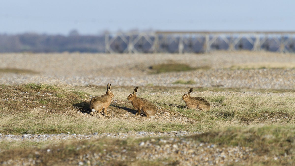 Where to see hares | National Trust