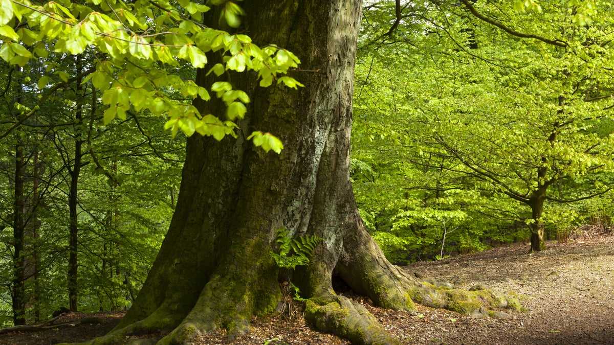 Abinger Roughs tree trail | Surrey | National Trust