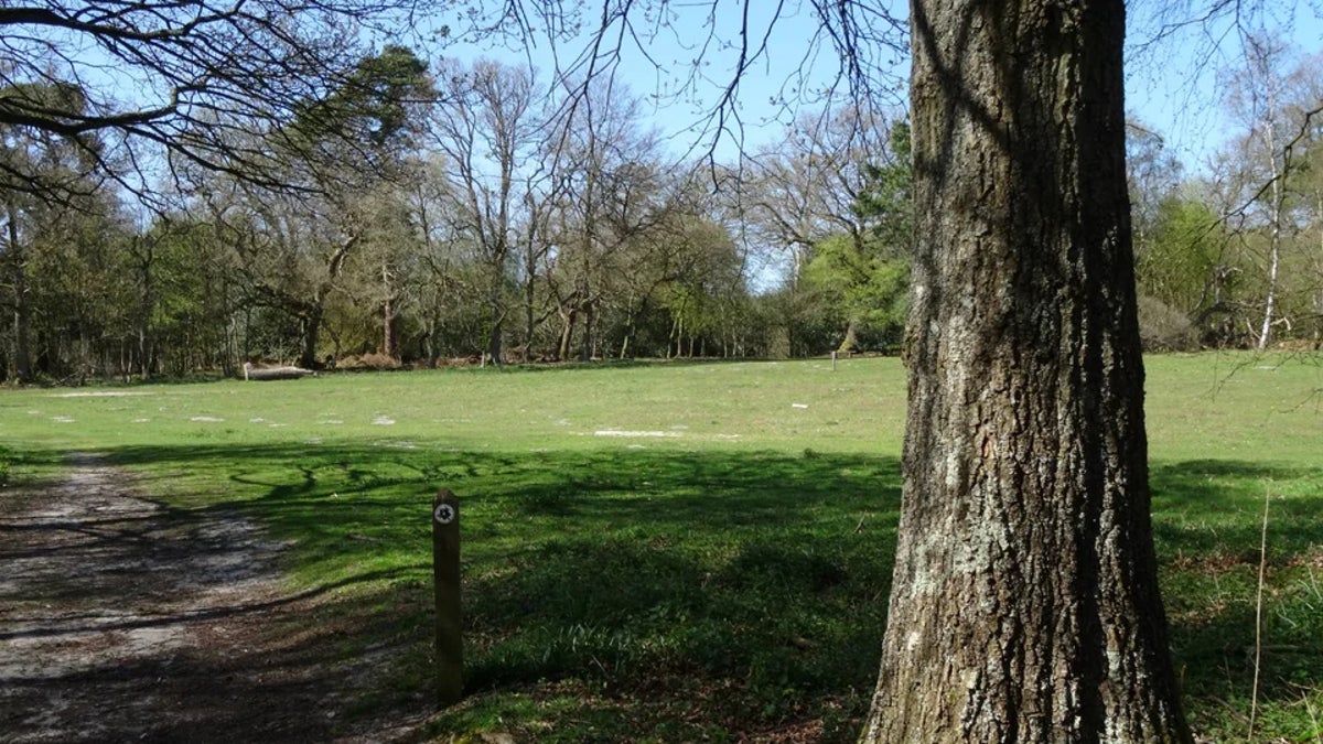 Visit Abinger Roughs & Netley Park | Surrey | National Trust