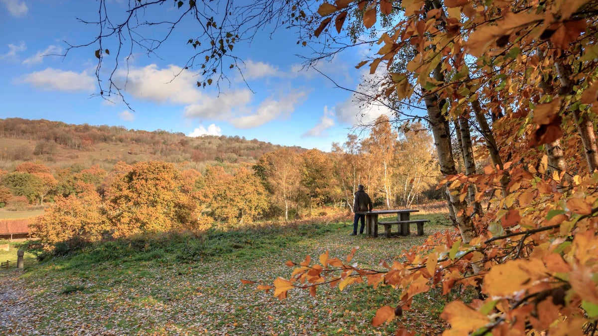 Abinger Roughs to Gomshall walk | Surrey | National Trust