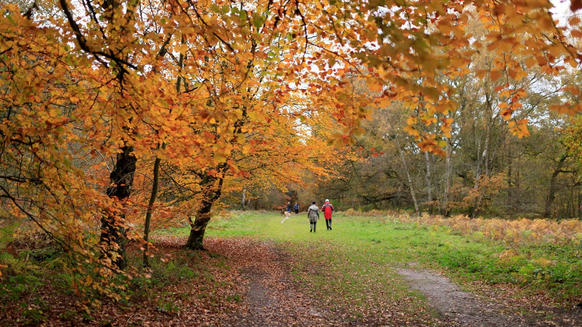 Visit Abinger Roughs & Netley Park | Surrey | National Trust