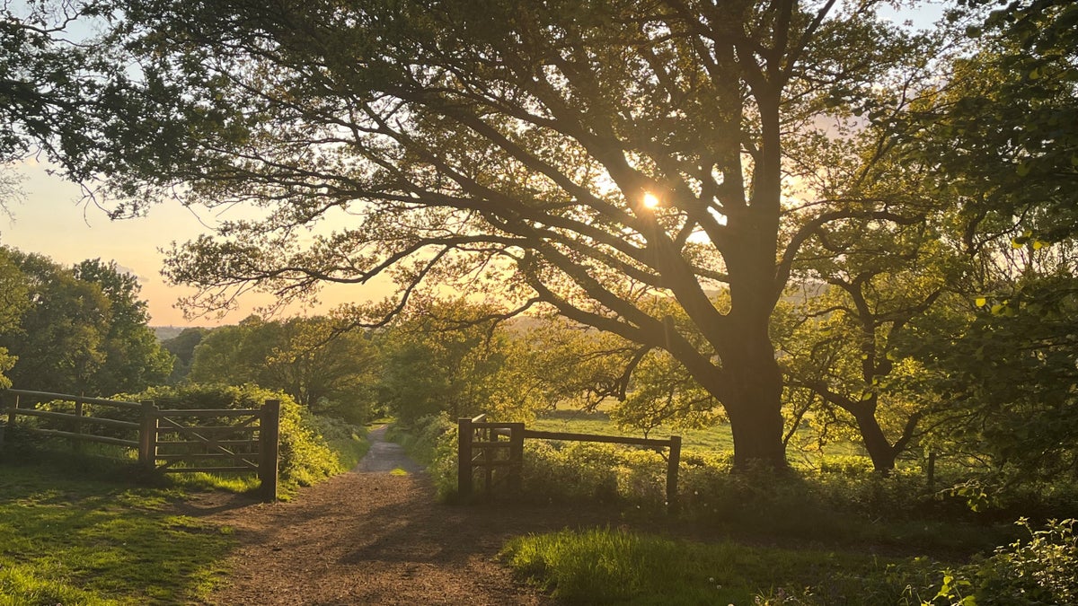 Abinger Roughs and Netley Park | Surrey | National Trust