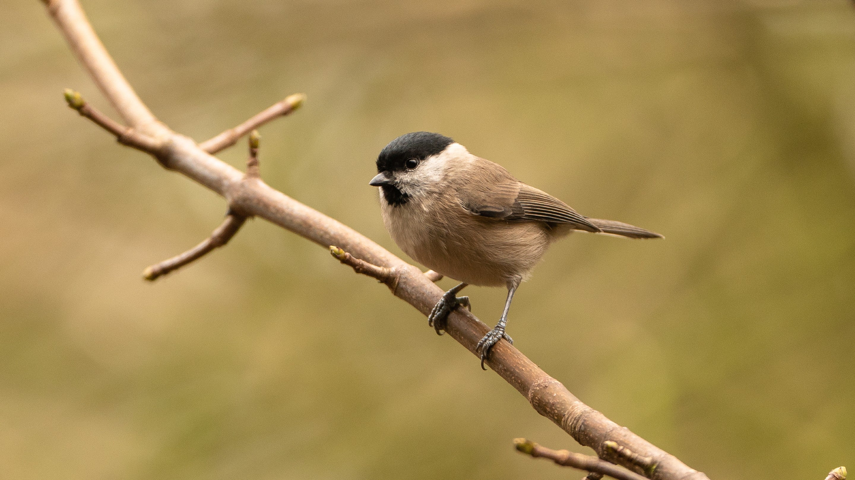 Bookham Commons │ Surrey | National Trust