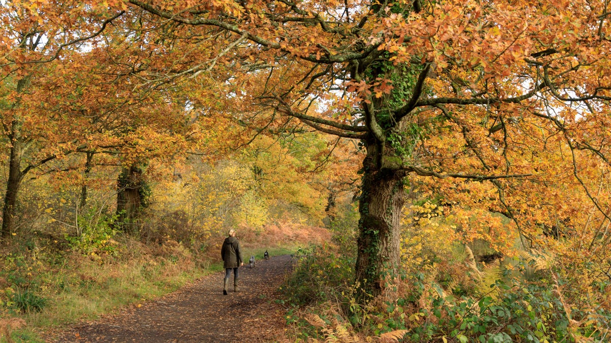 Sustainable travel | Surrey | National Trust