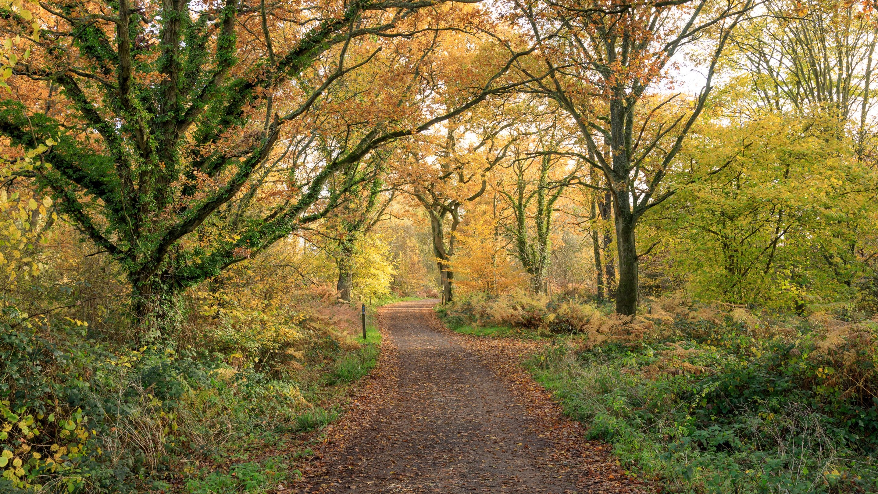 Bookham Commons │ Surrey | National Trust