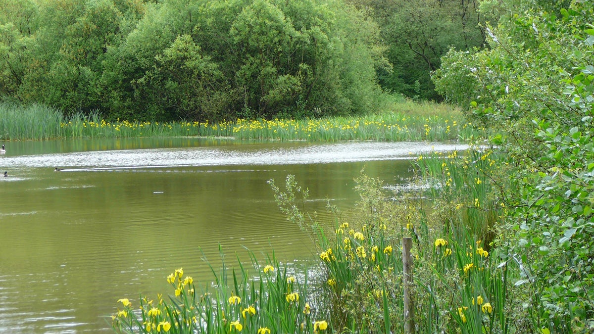 Bookham Commons │ Surrey | National Trust