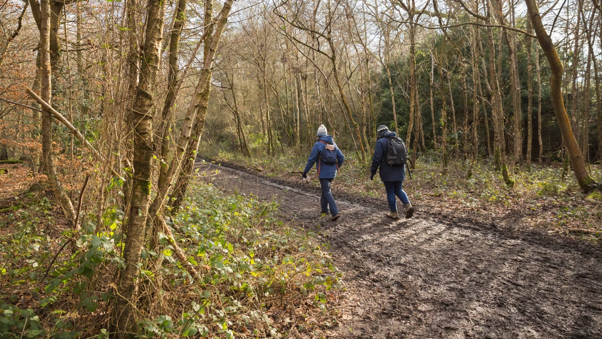 Walking at Box Hill | Surrey | National Trust