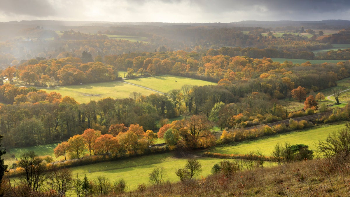 Denbies Hillside | Surrey | National Trust