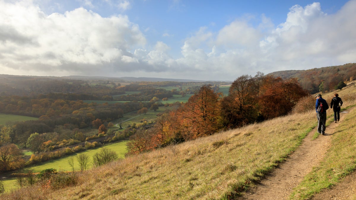 What to see at Denbies Hillside | Surrey | National Trust