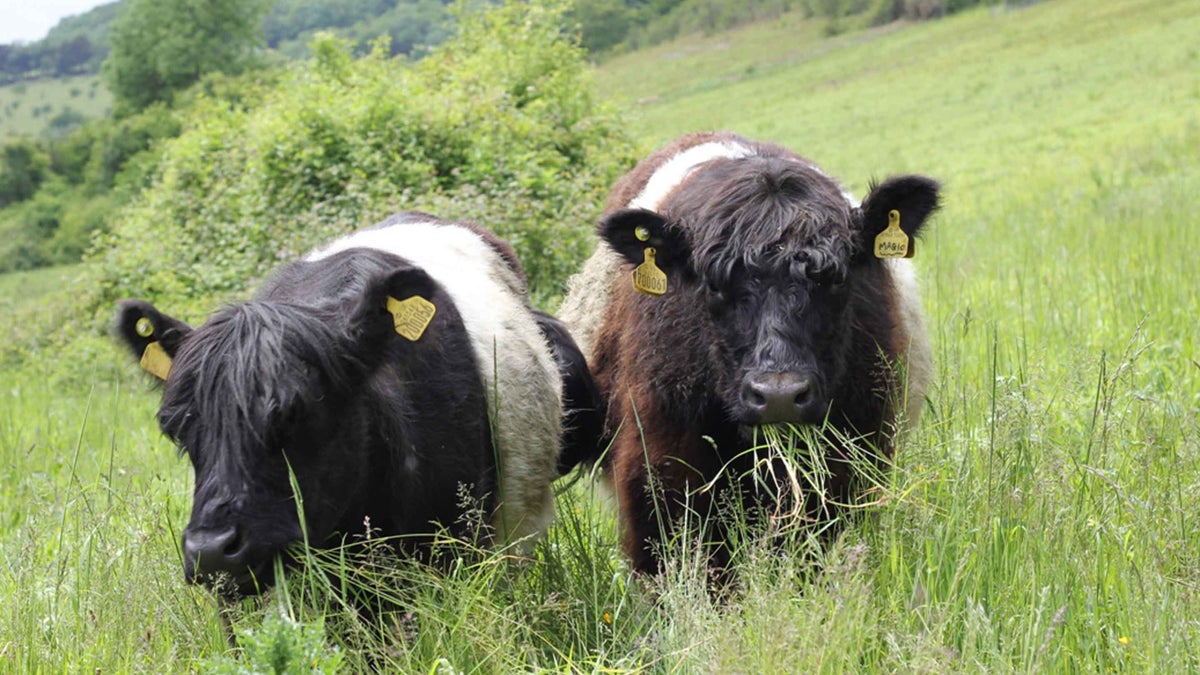 Visiting Swan Barn Farm | Surrey | National Trust