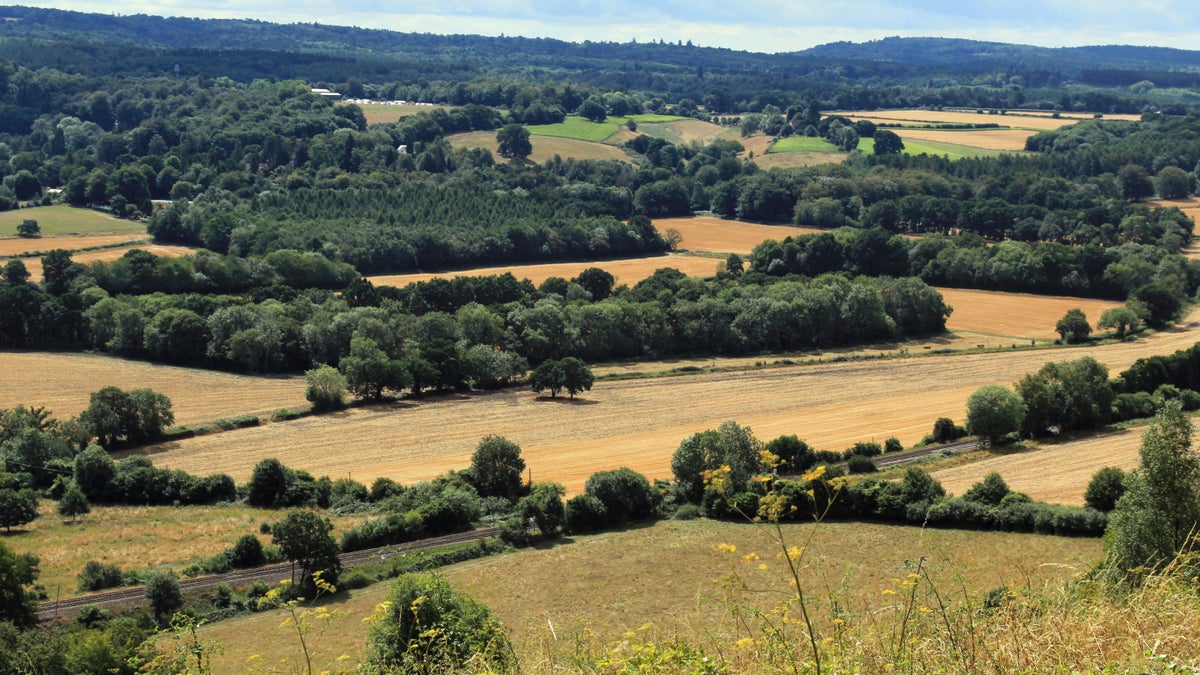 What to see at Denbies Hillside | Surrey | National Trust