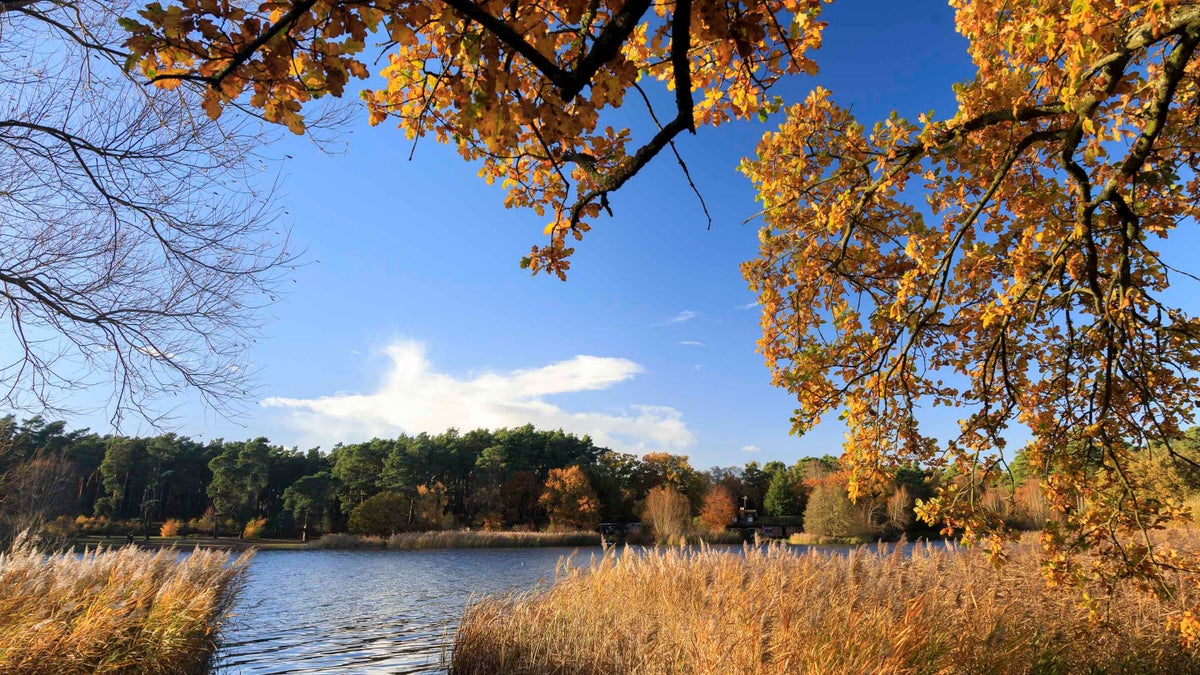 History of Frensham Little Pond | Surrey | National Trust