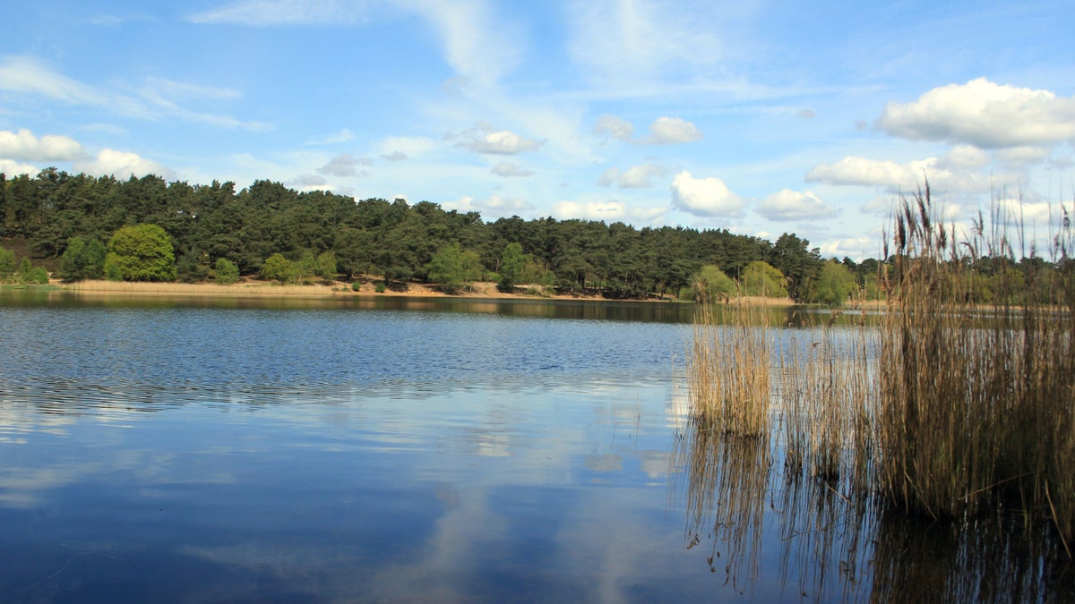 Frensham Little Pond │ Surrey | National Trust
