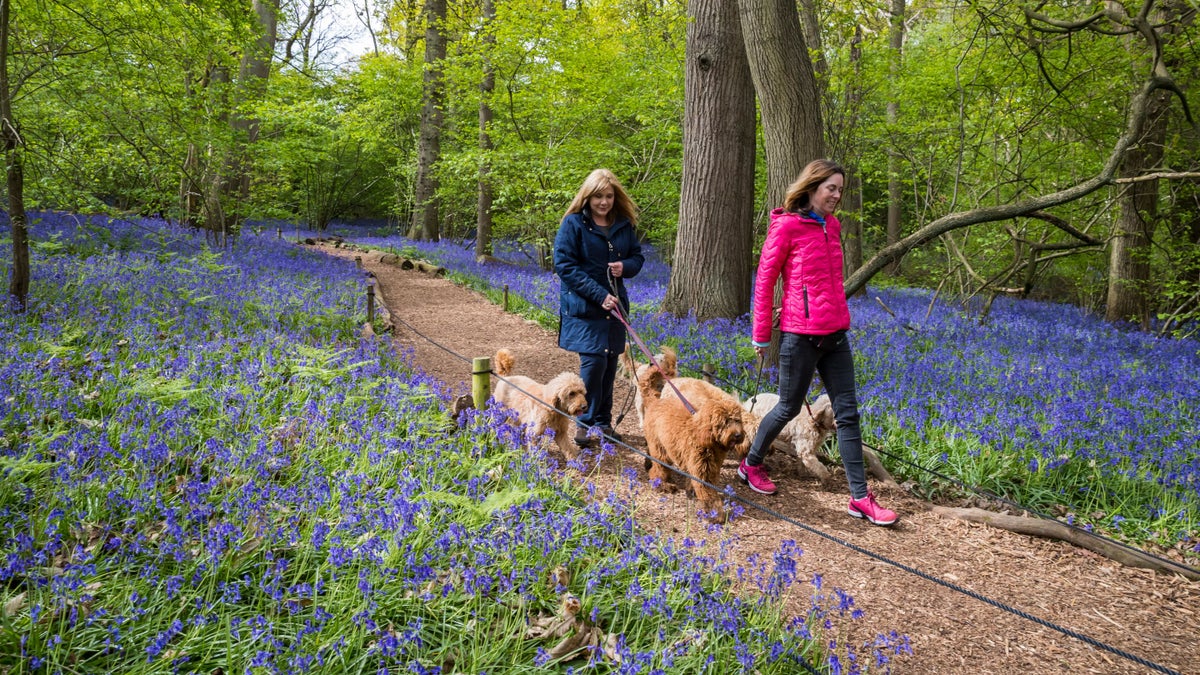 Best bluebell woodlands | Visit | National Trust