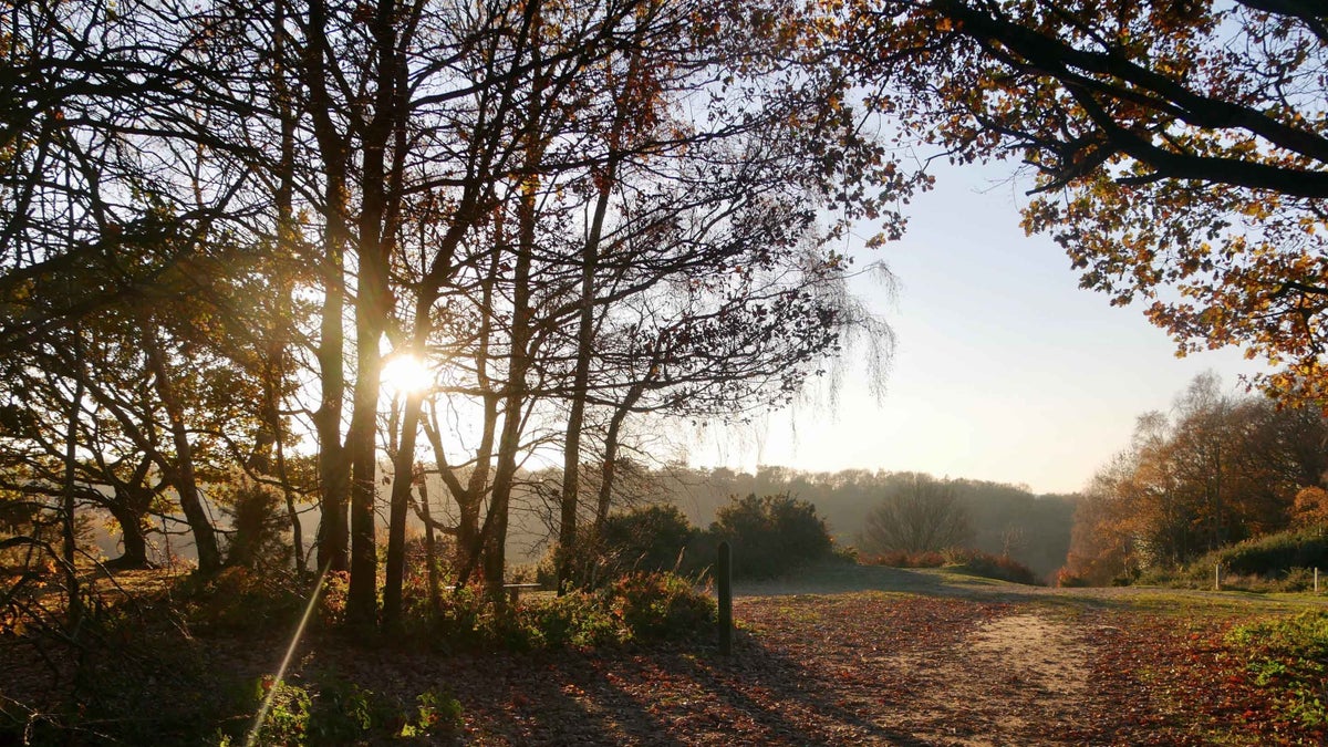 Headley Heath | Surrey | National Trust