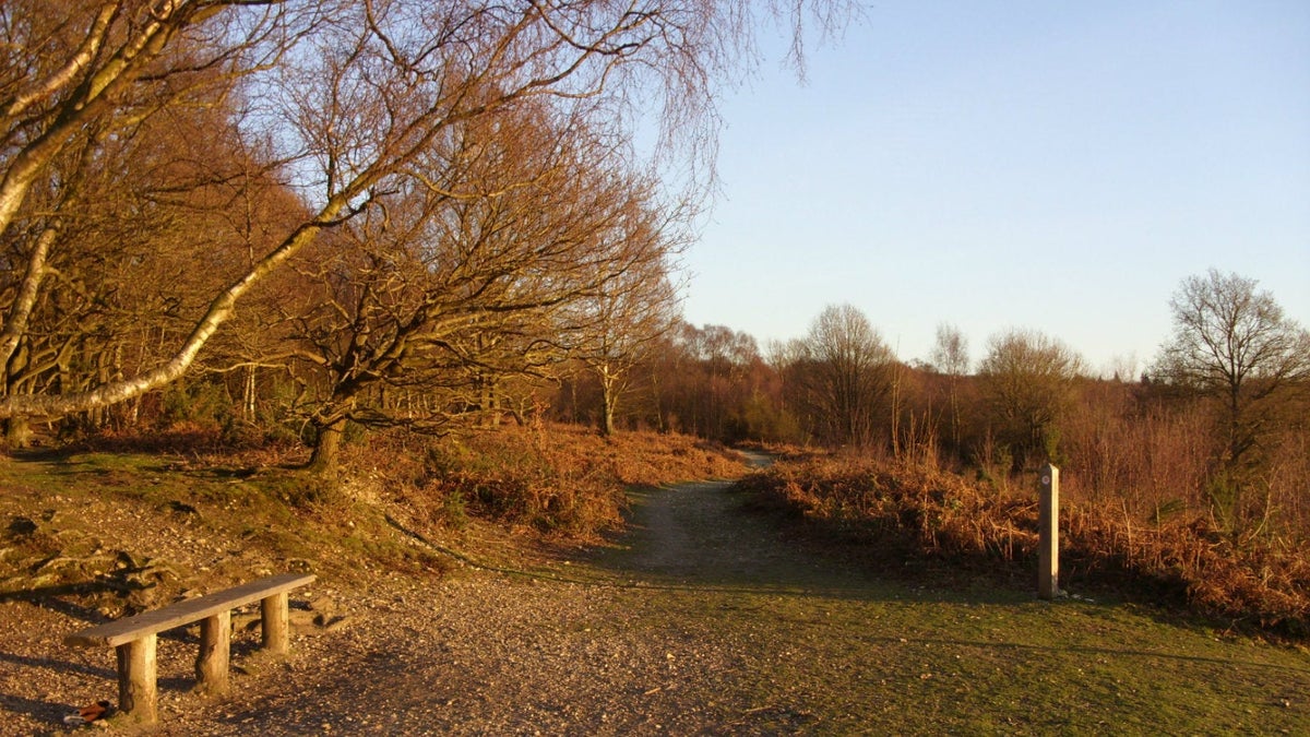 Visiting Headley Heath | Surrey | National Trust