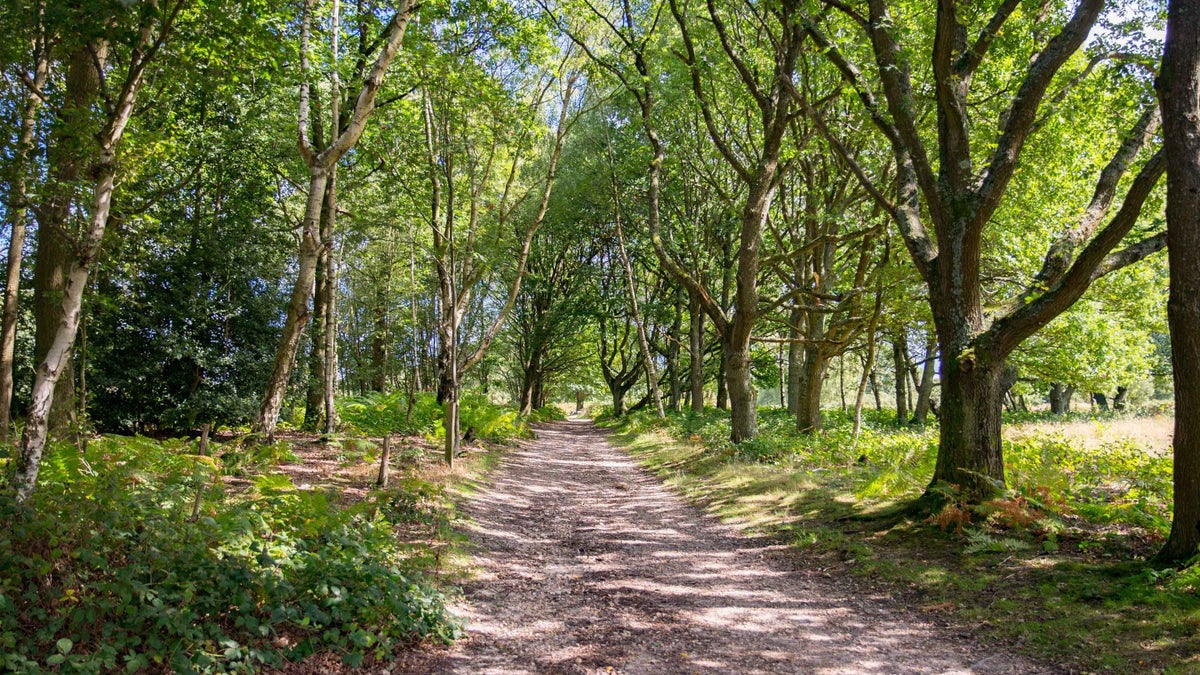 Visiting Headley Heath | Surrey | National Trust