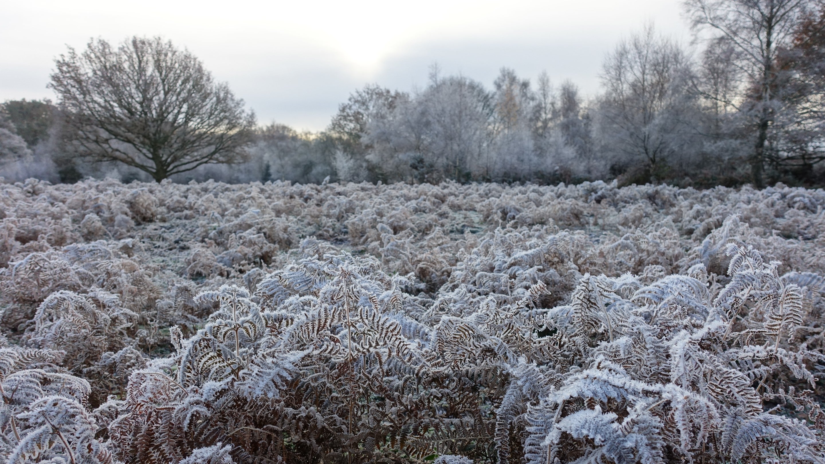 Headley Heath | Surrey | National Trust