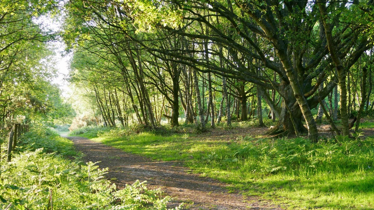 History of Headley Heath | Surrey | National Trust