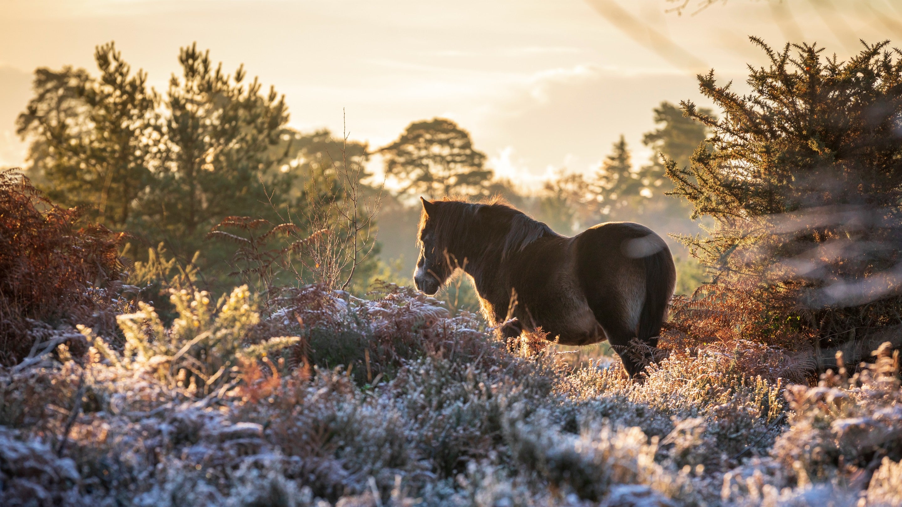 Hindhead Commons | Surrey | National Trust