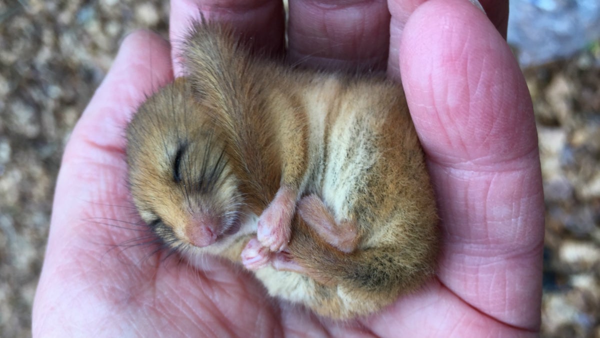 Dormice at Holmwood Common │ Surrey | National Trust