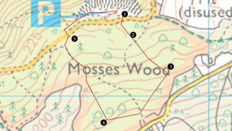 Leith Hill circular bluebell walk | Surrey | National Trust