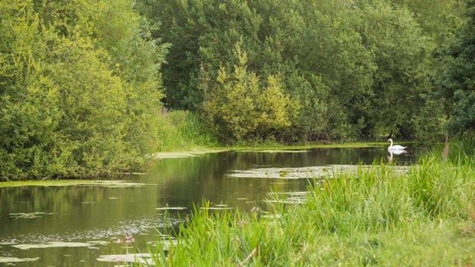Visiting Runnymede and Ankerwycke | Surrey | National Trust
