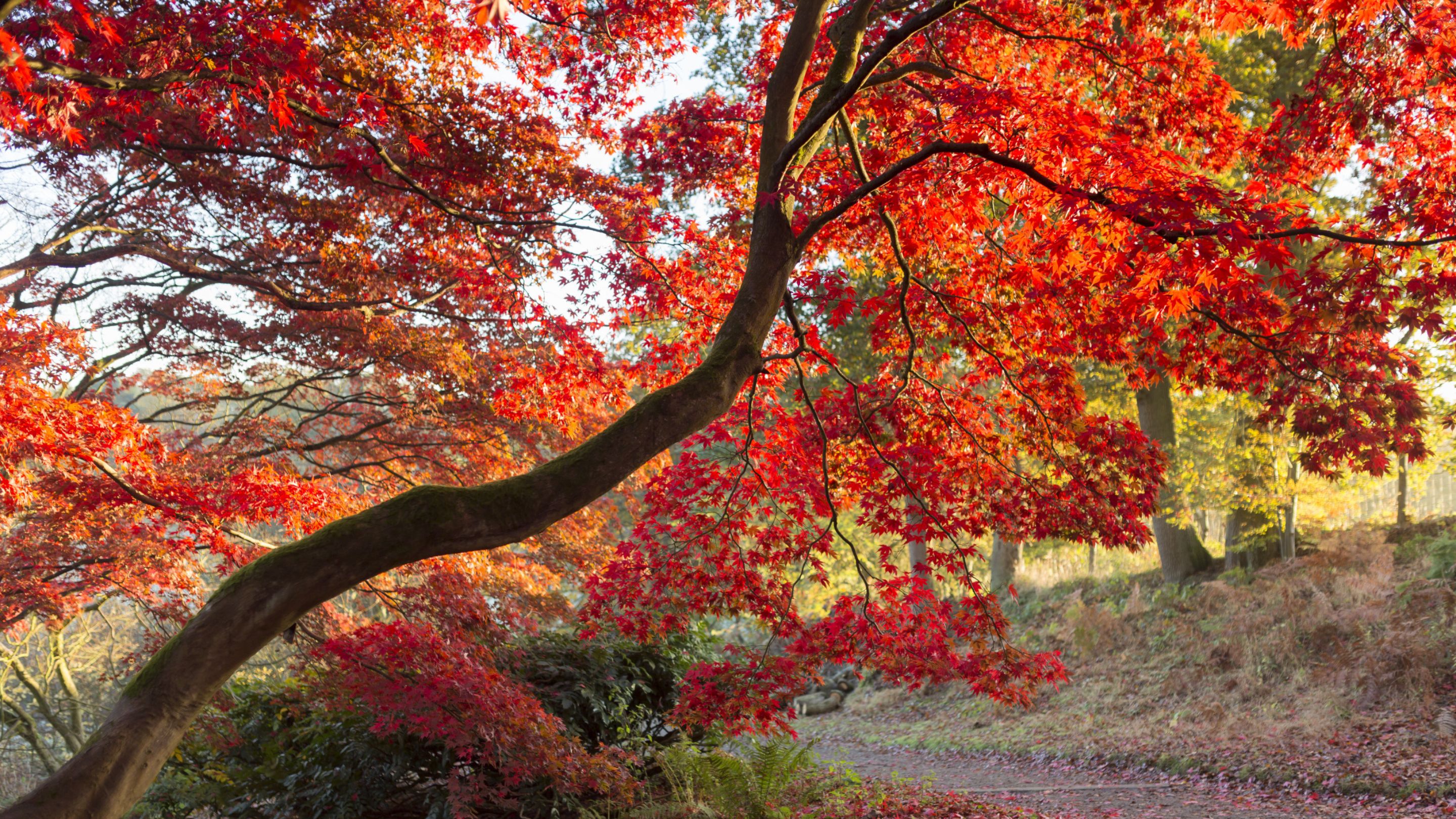 Autumn colour: Winkworth │ Surrey | National Trust